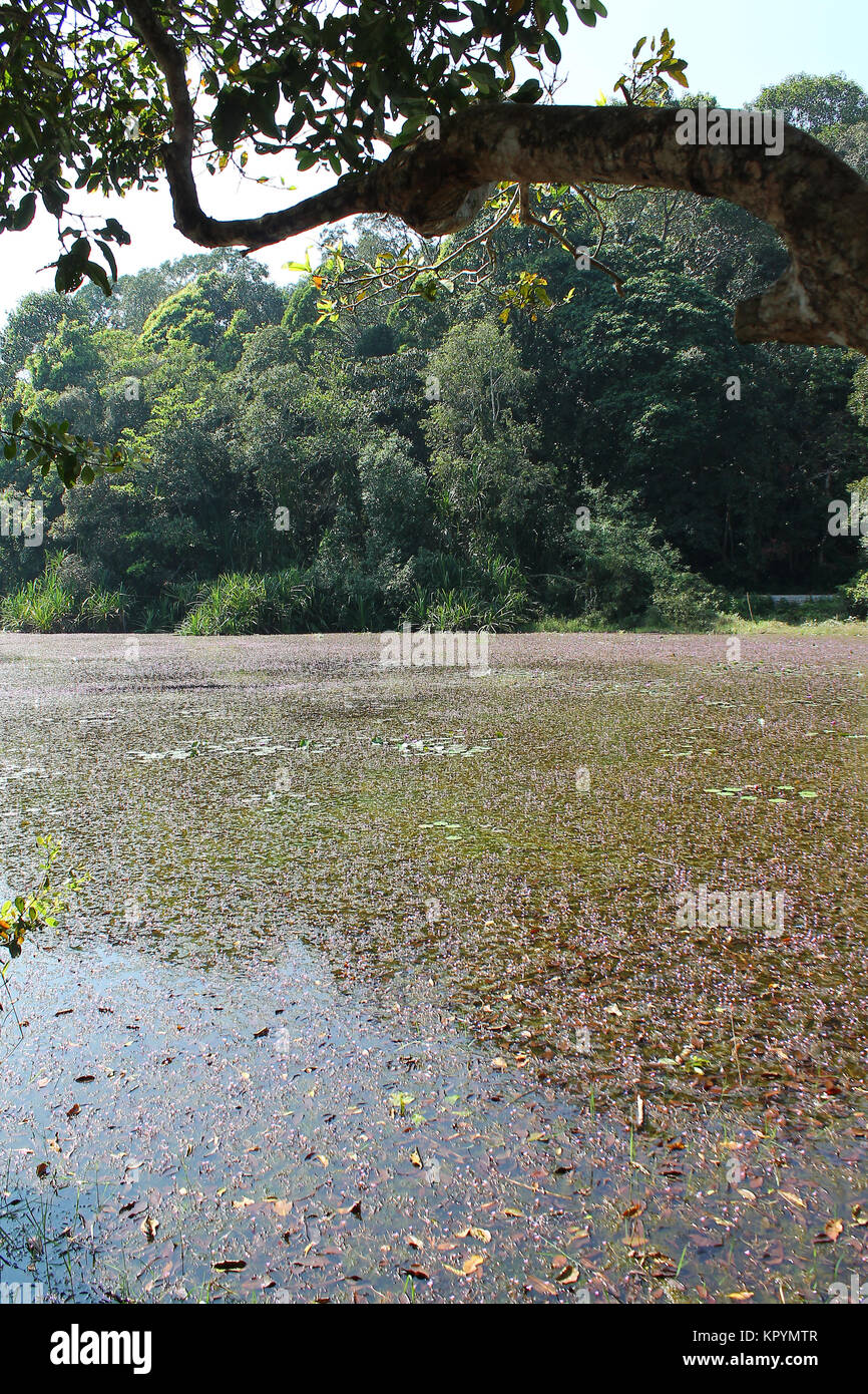 Morning side pond hi-res stock photography and images - Alamy
