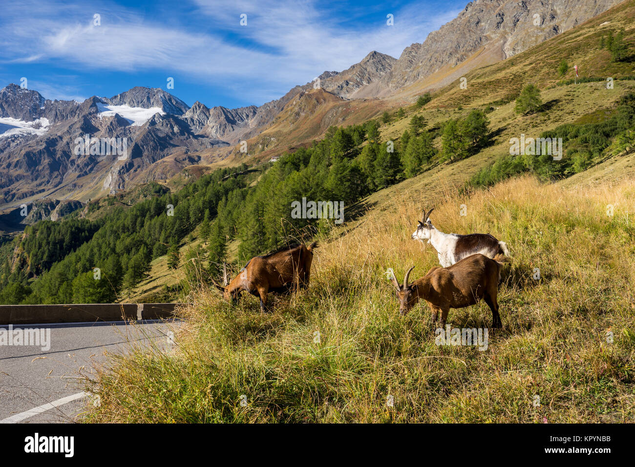 Timmelsjoch High Alpine Road landscape and goats. Mountains and peaks ...