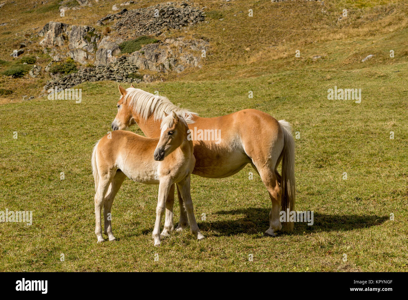 Alpine horse on Tirol Mountains. Brown gee on mountain background ...