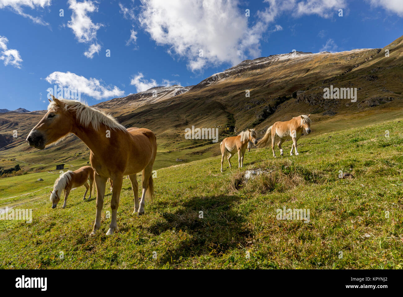 Alpine horse on Tirol Mountains. Brown gee on mountain background ...