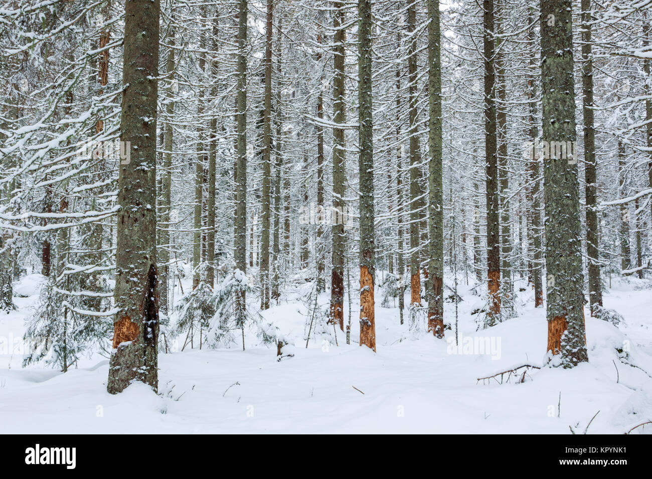 Taiga forest in winter conditions with trees showing signs of bark ...