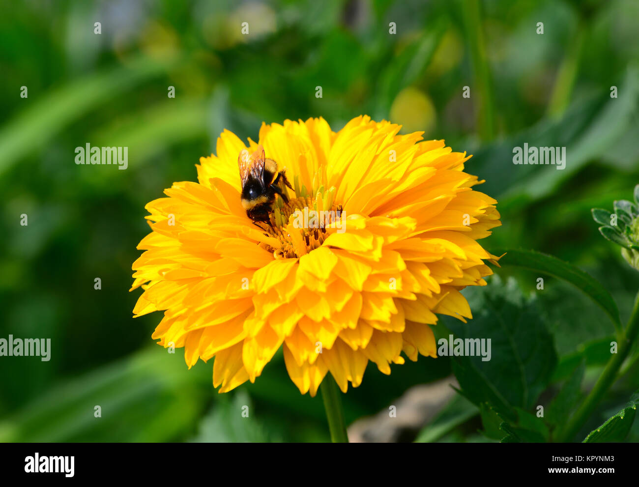 Bumblebee closeup flower green insect hi-res stock photography and ...