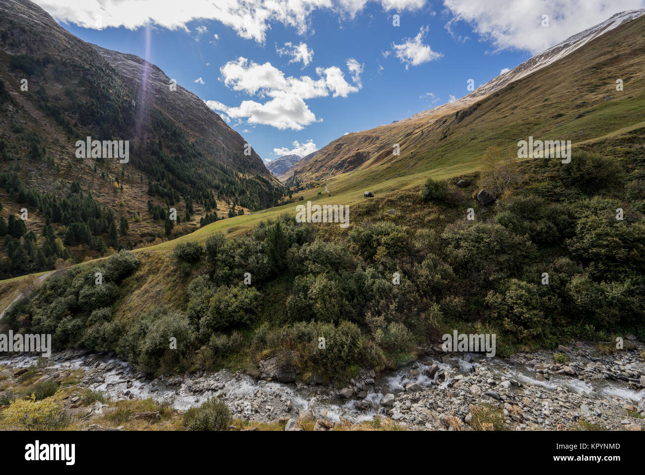 Tyrol Grey or Tyrolean Grey alpine cattle, milk cows on pasture ...