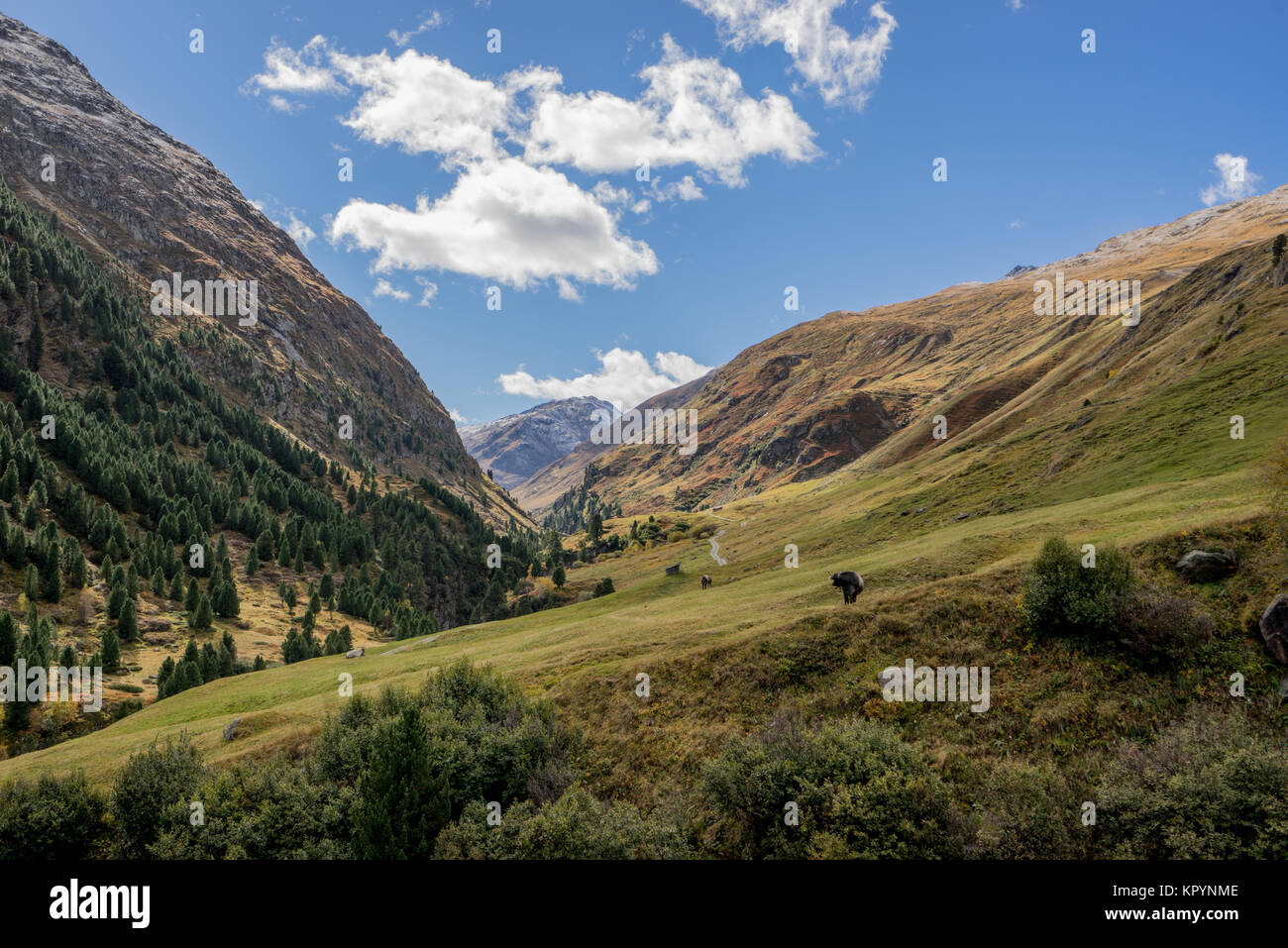 Tyrolese grey cattle hi-res stock photography and images - Alamy