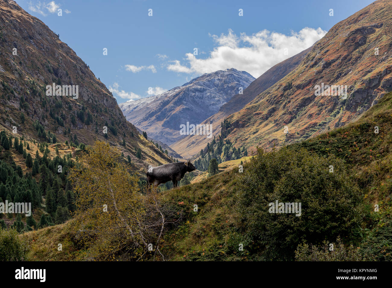 Tyrol Grey or Tyrolean Grey alpine cattle, milk cows on pasture ...