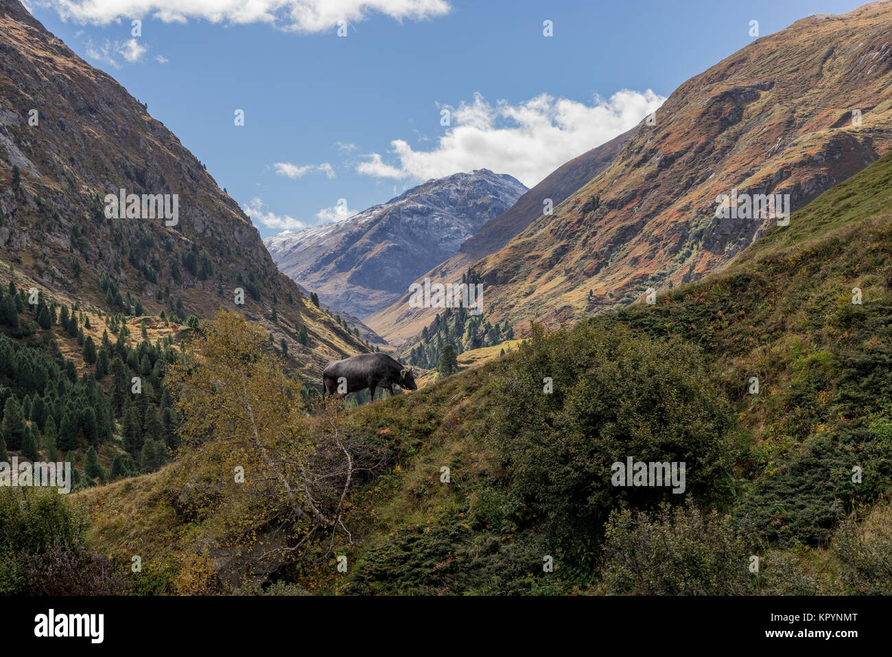 Tyrol Grey or Tyrolean Grey alpine cattle, milk cows on pasture ...