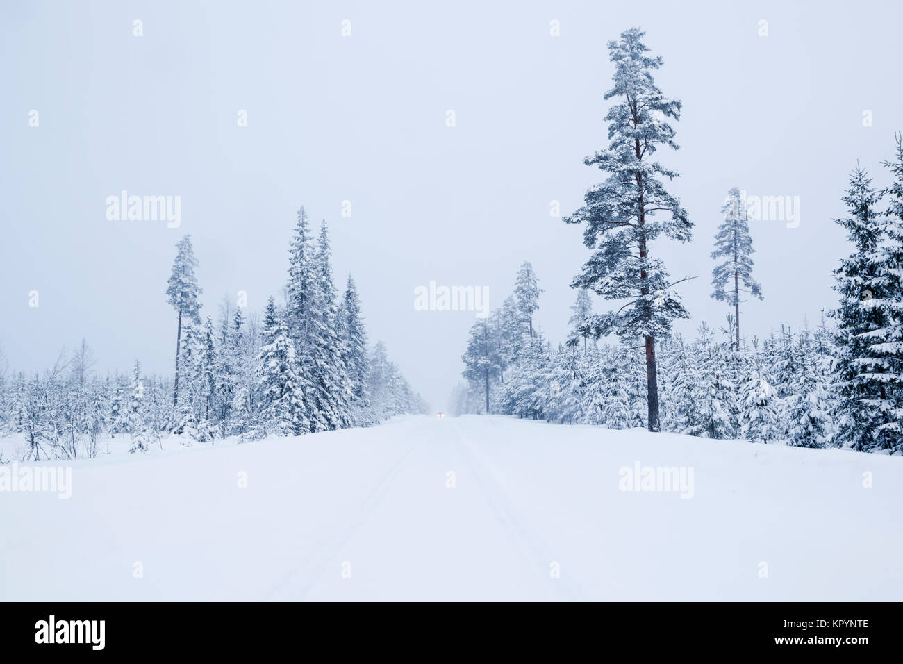 Taiga forest in winter conditions with a vehicle with headlights on ...