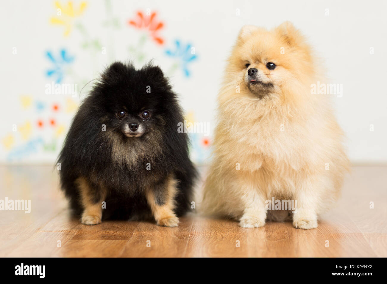 Two dogs of breed a Pomeranian sitting on the floor next Stock Photo ...