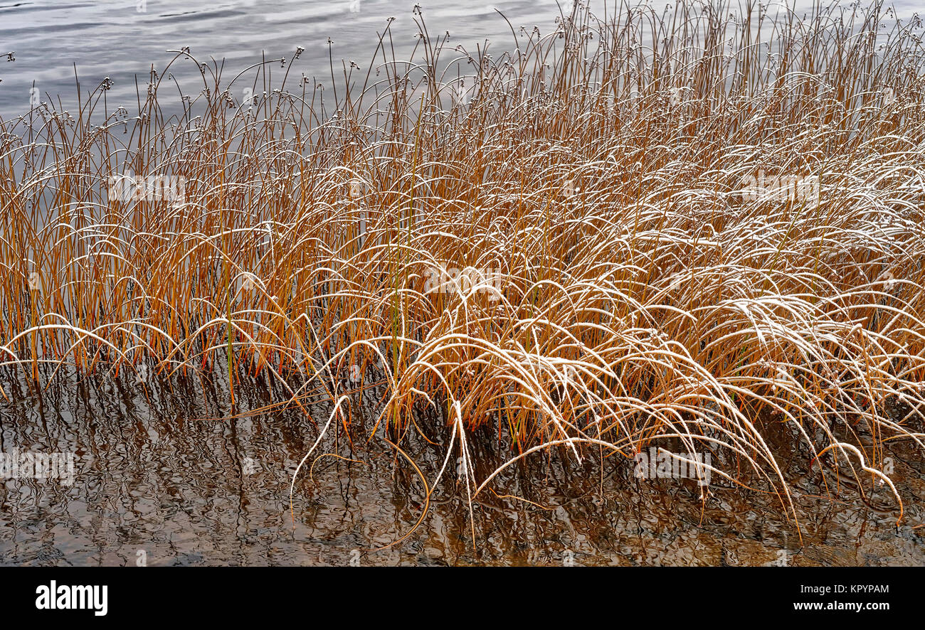 Frozen reed in November in Sweden Stock Photo - Alamy