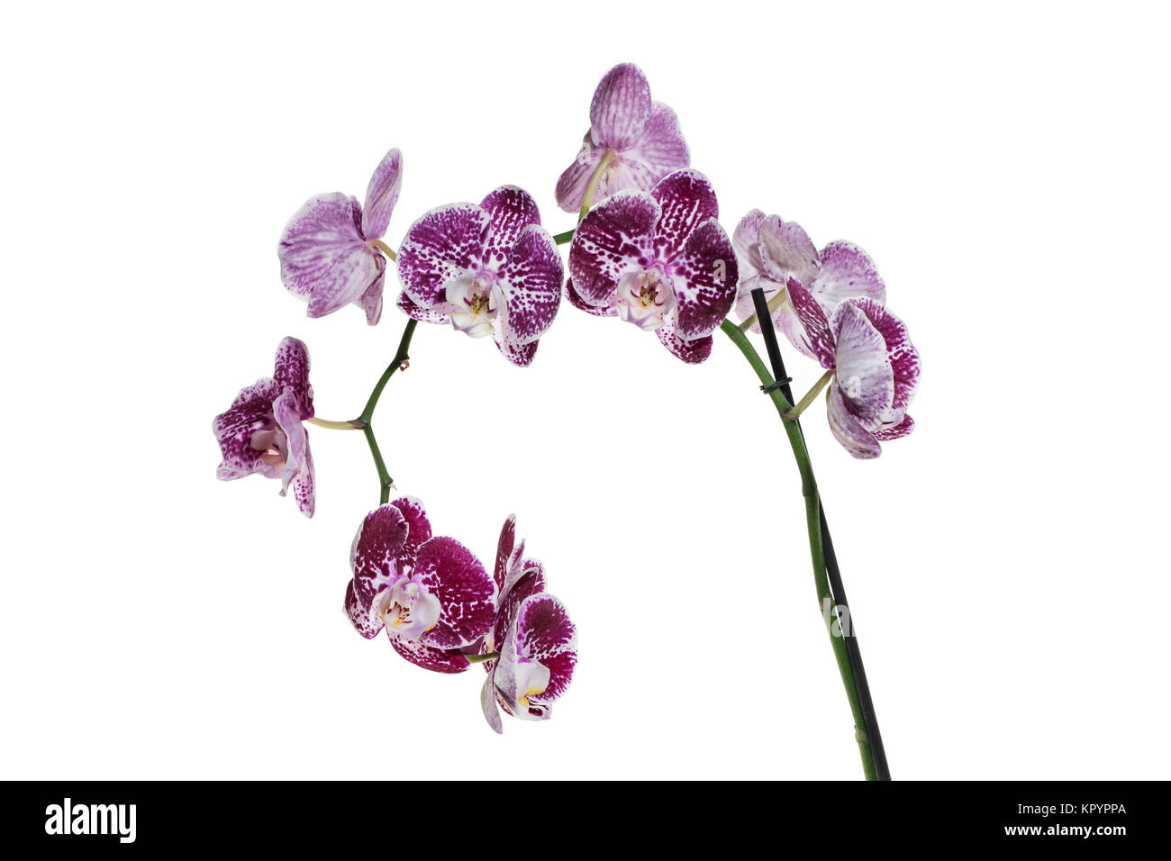 Purple mottled and spotted orchid stem. Lilac flower branch ...