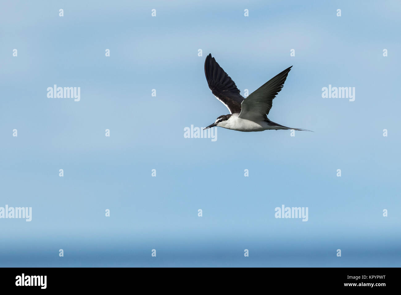 Bridled Tern (Onychoprion anaethetus antarcticus) in flight Stock Photo ...