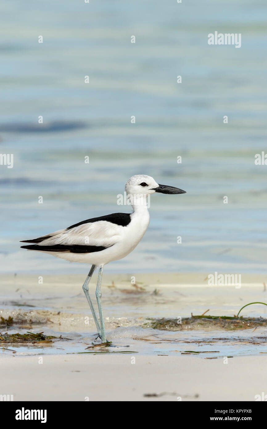 Crab-plover, Crab Plover (Dromas ardeola Stock Photo - Alamy