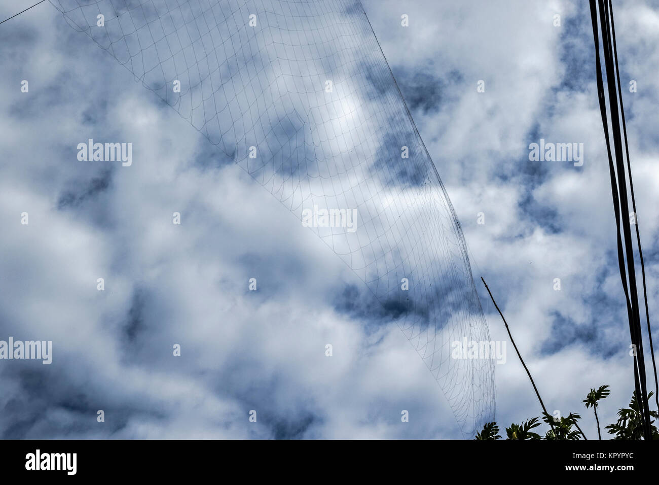 Net tensioned to catch Seychelles fruit bat, Seychelles flying fox ...