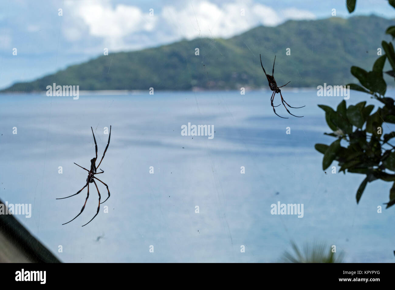 Palm Spiders High Resolution Stock Photography and Images - Alamy