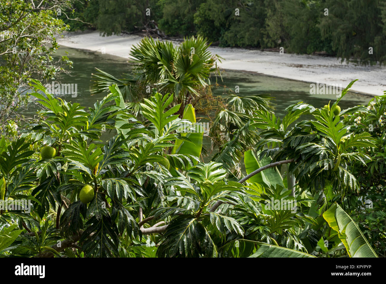 Moraceae hi-res stock photography and images - Alamy