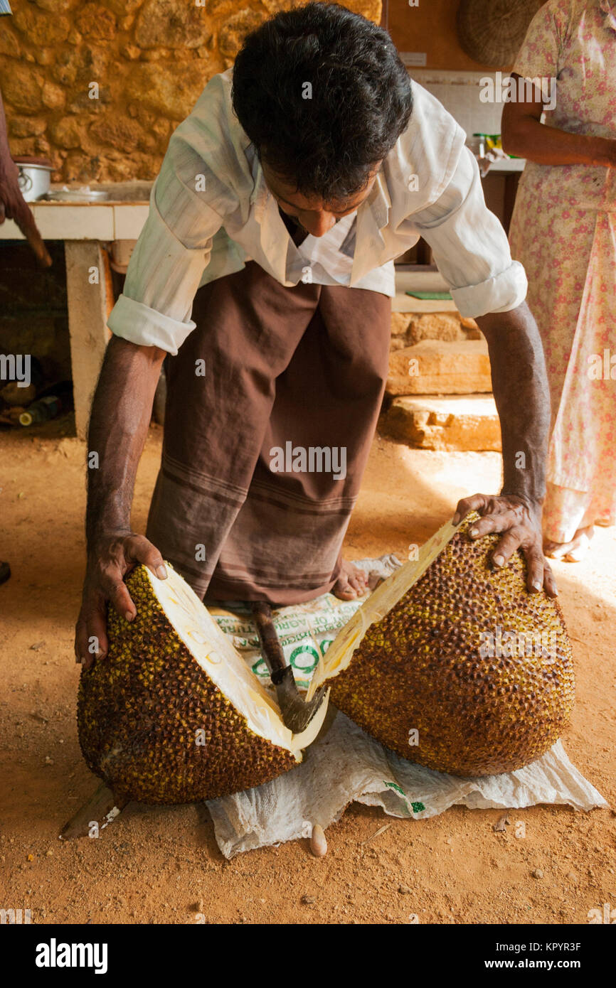 Jackfruit preparation and cooking from Sri Lanka Stock Photo - Alamy