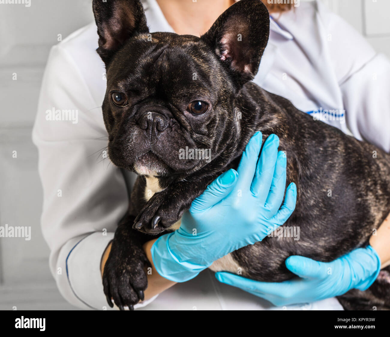 French bulldog dog in the hands of a veterinarian Stock Photo - Alamy