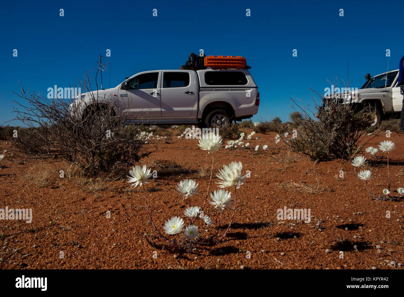 Splendid Everlasting Flowers growing in harsh conditions. Lake Mason ...