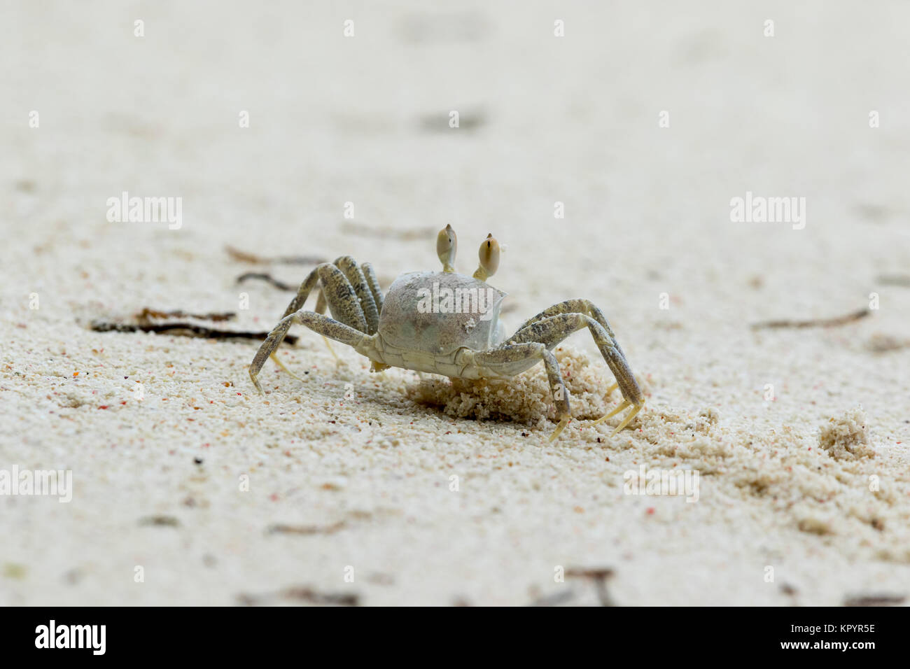 Ocypodidae hi-res stock photography and images - Alamy