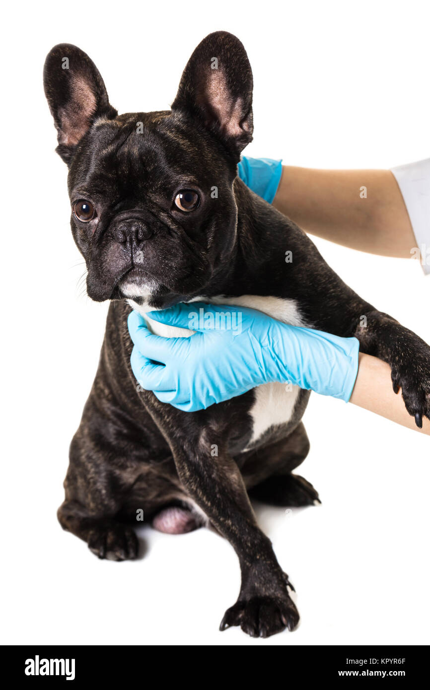 French bulldog dog in the hands of a veterinarian,white background ...