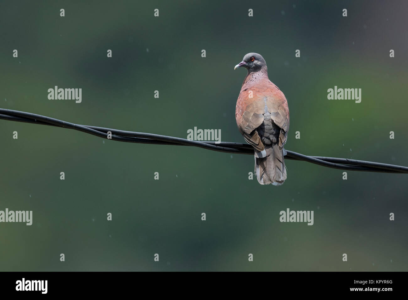 Madagascar Turtle-Dove (Streptopelia picturata) perching on a wire in ...