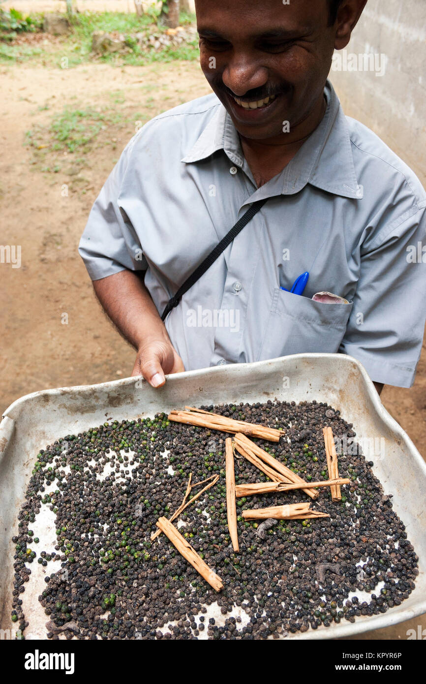 Cinnamon from rural Sri Lanka Stock Photo - Alamy