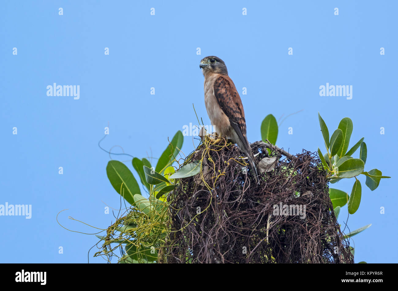 Seychelles Kestrel (Falco araeus). adult Stock Photo - Alamy