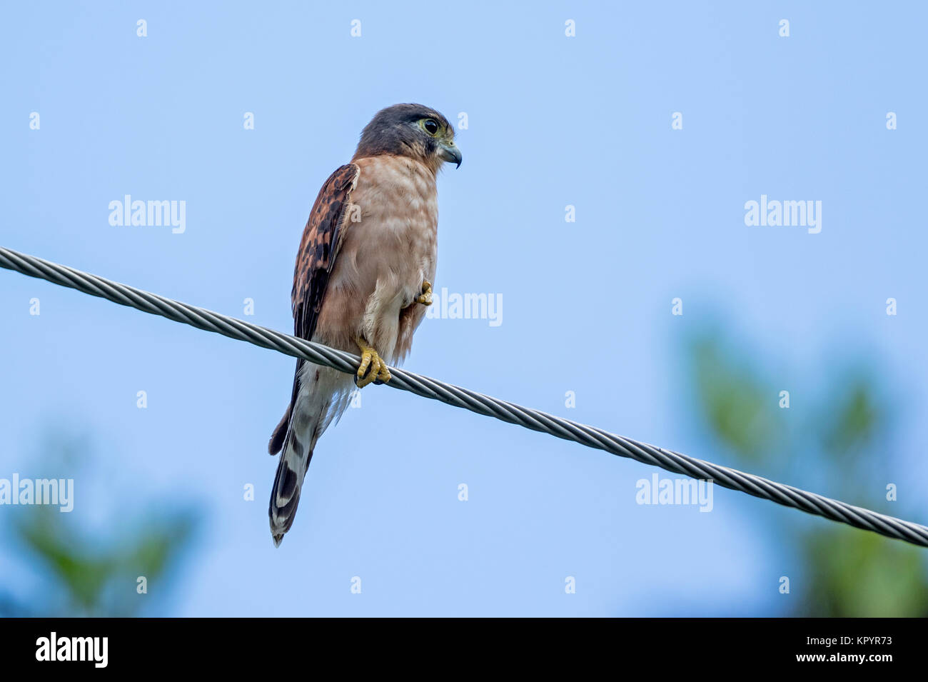 Seychelles Kestrel (Falco araeus). adult Stock Photo - Alamy