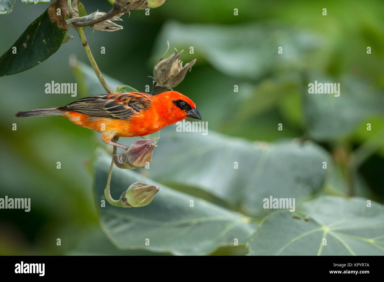 Red Fody (Foudia madagascariensis), male, Cardinal Fody, Madagascan Red ...