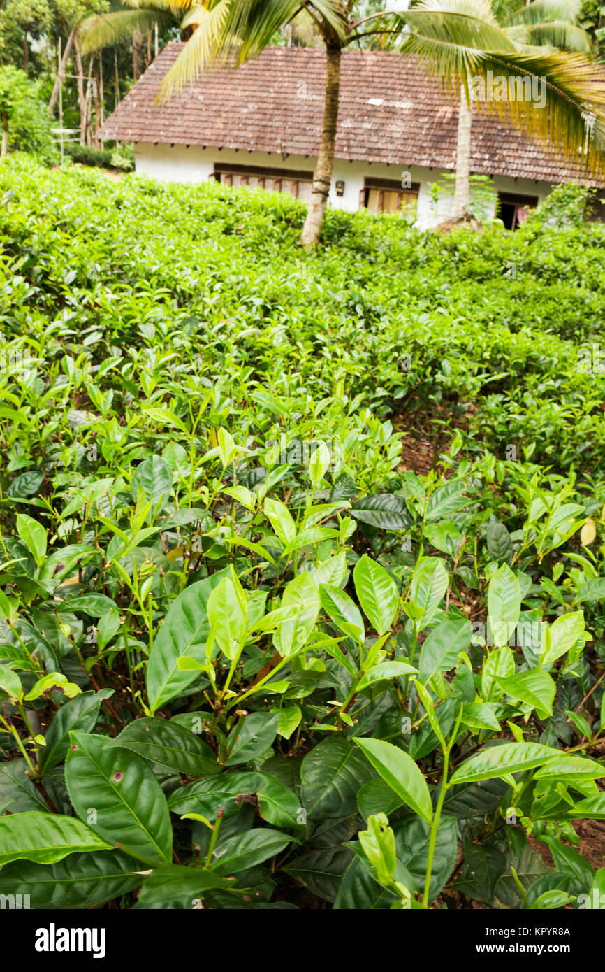 tea plantation in Sri Lanka Stock Photo - Alamy