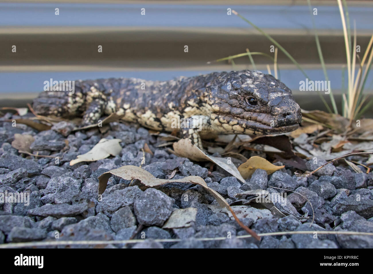 Tiliqua rugosus hi-res stock photography and images - Alamy
