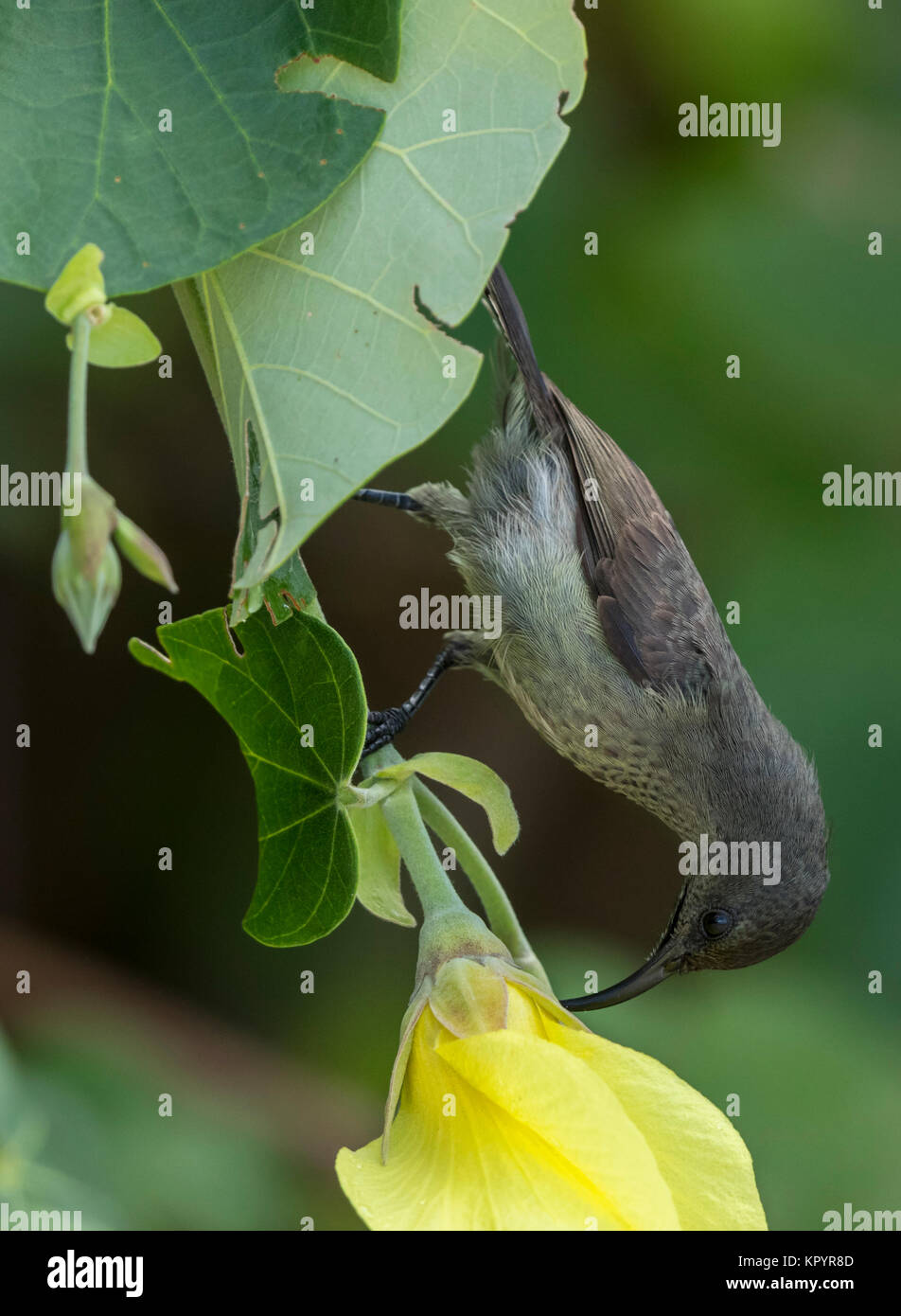 Seychelles Sunbird (Cinnyris dussumieri) female foraging on Sea ...