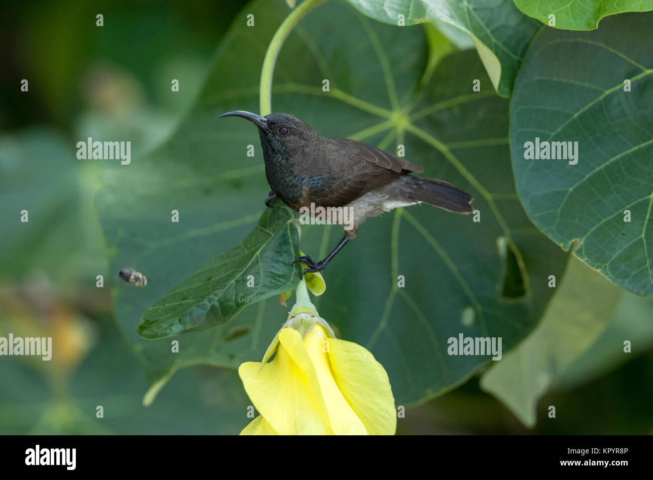 Seychelles Sunbird (Cinnyris dussumieri) male foraging on Sea Hibiscus ...
