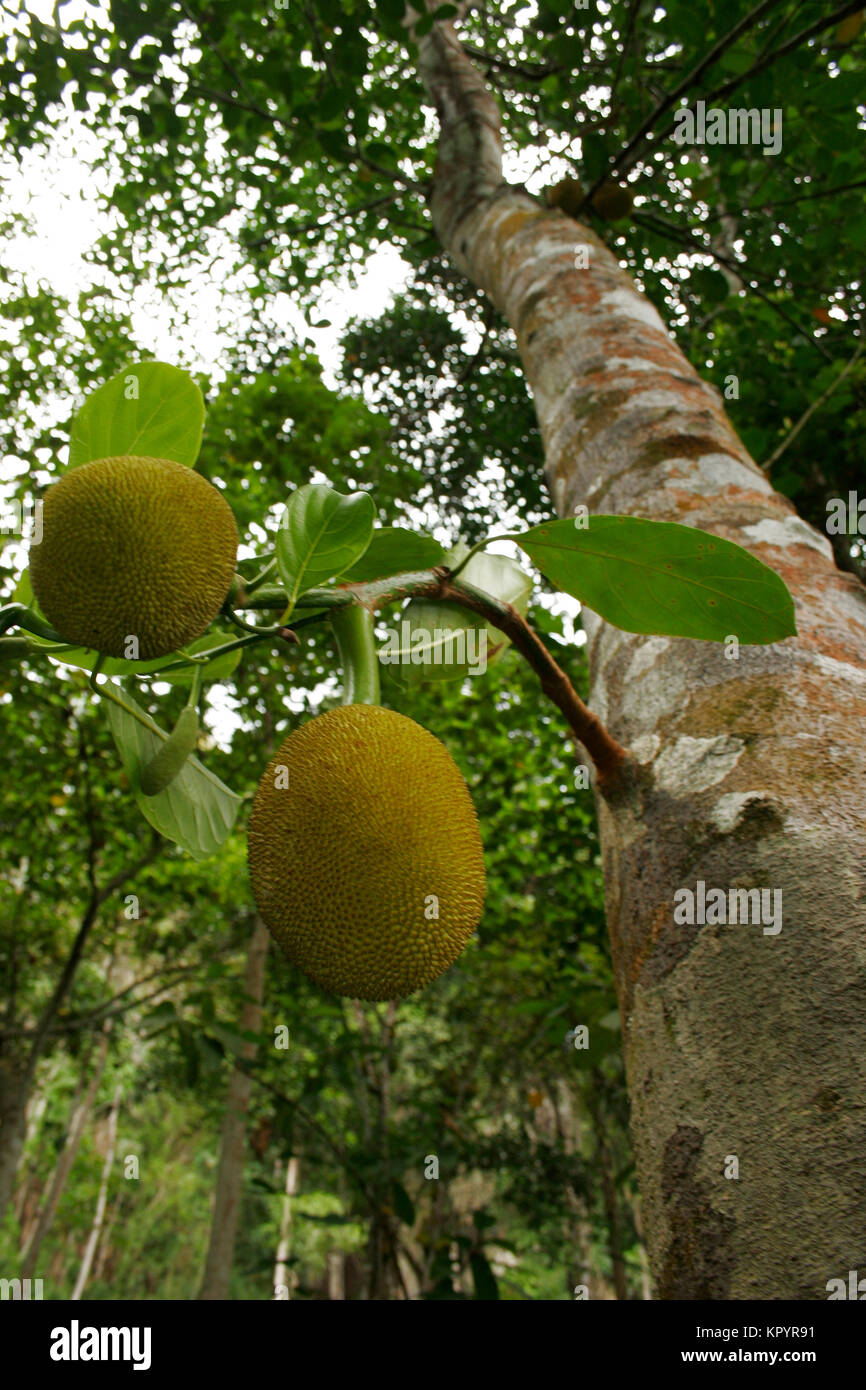 Jackfruit tree with the fruits, Sri Lanka Stock Photo - Alamy