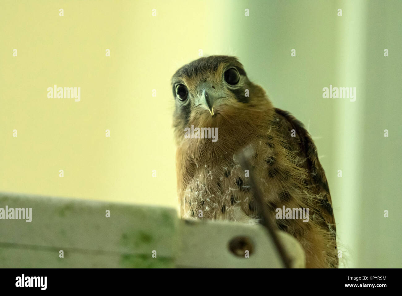 Endemic to the seychelles hi-res stock photography and images - Alamy