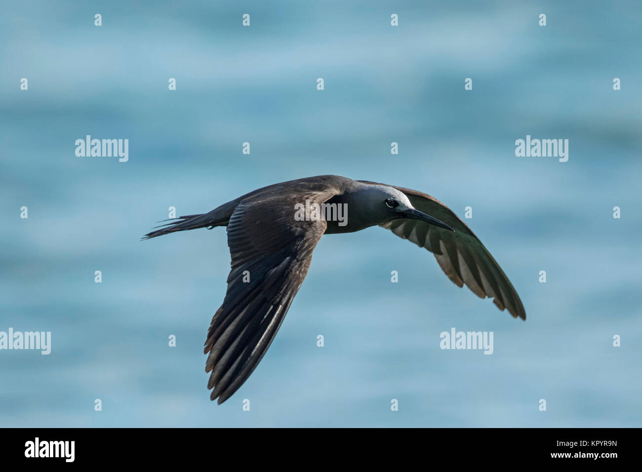Lesser Noddy (Anous tenuirostris tenuirostris) in flight over the sea ...
