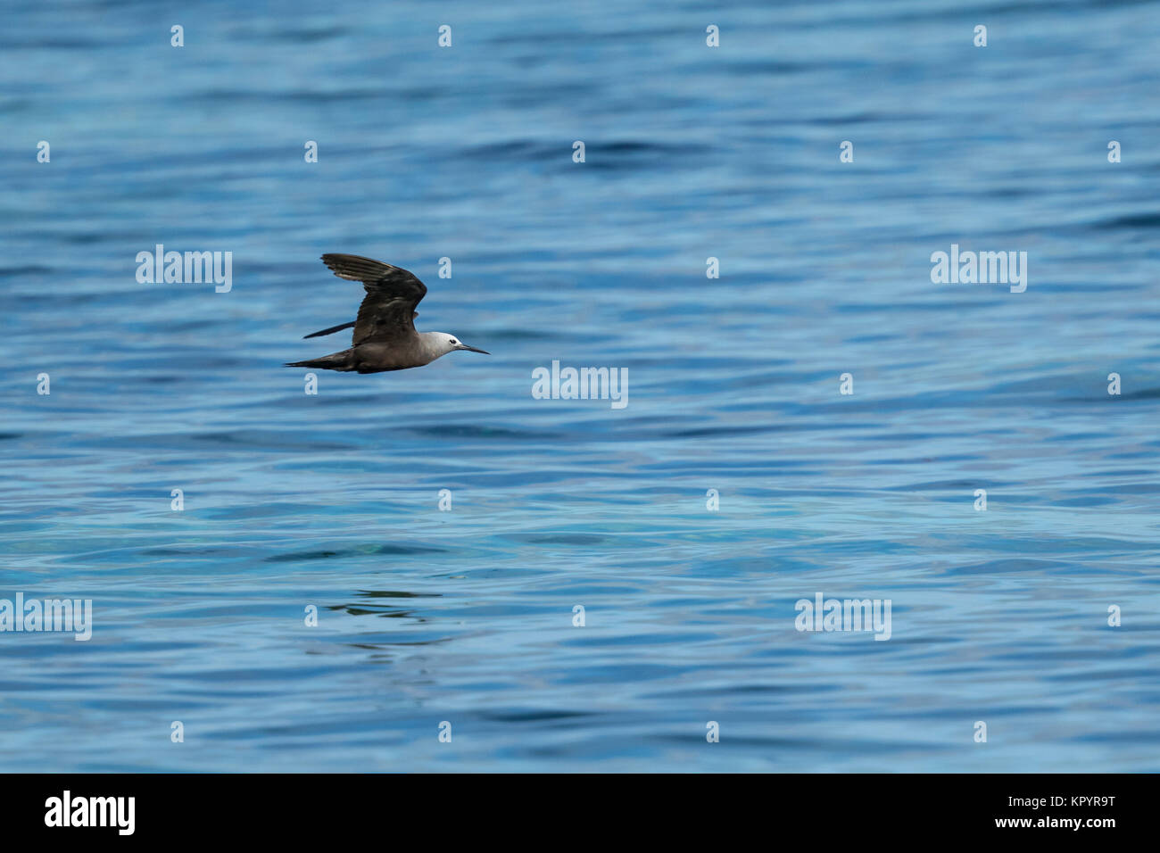 Lesser Noddy (Anous tenuirostris tenuirostris) in flight over the sea ...