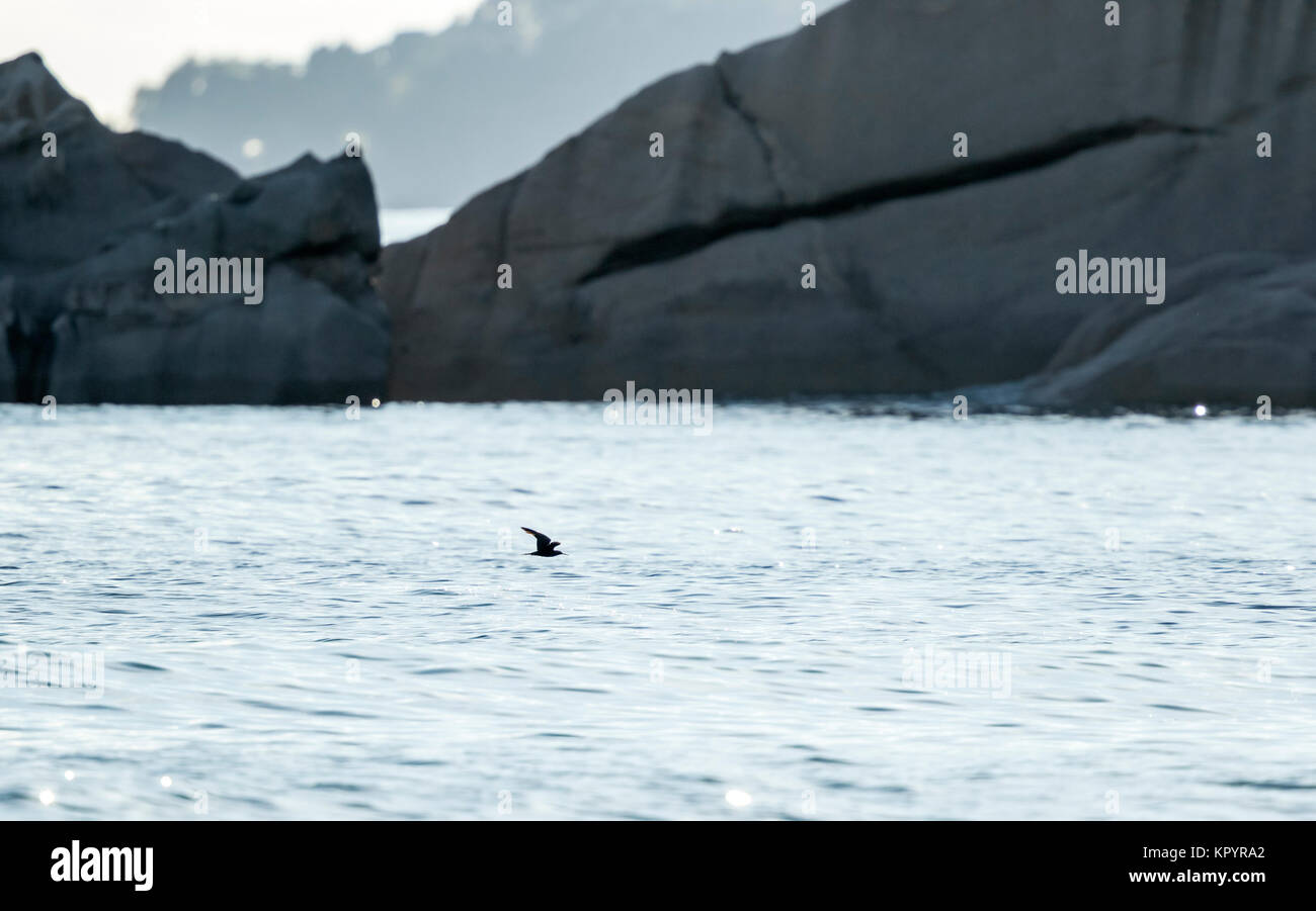 Lesser Noddy (Anous tenuirostris tenuirostris) in flight over the sea ...