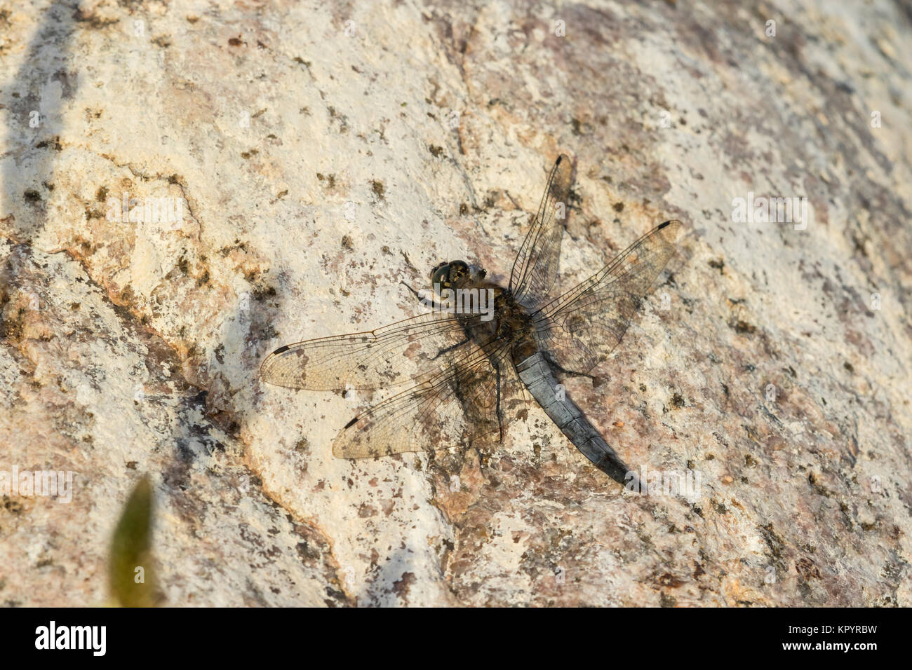 Black tailed Skimmer, male perched on a rock Stock Photo - Alamy
