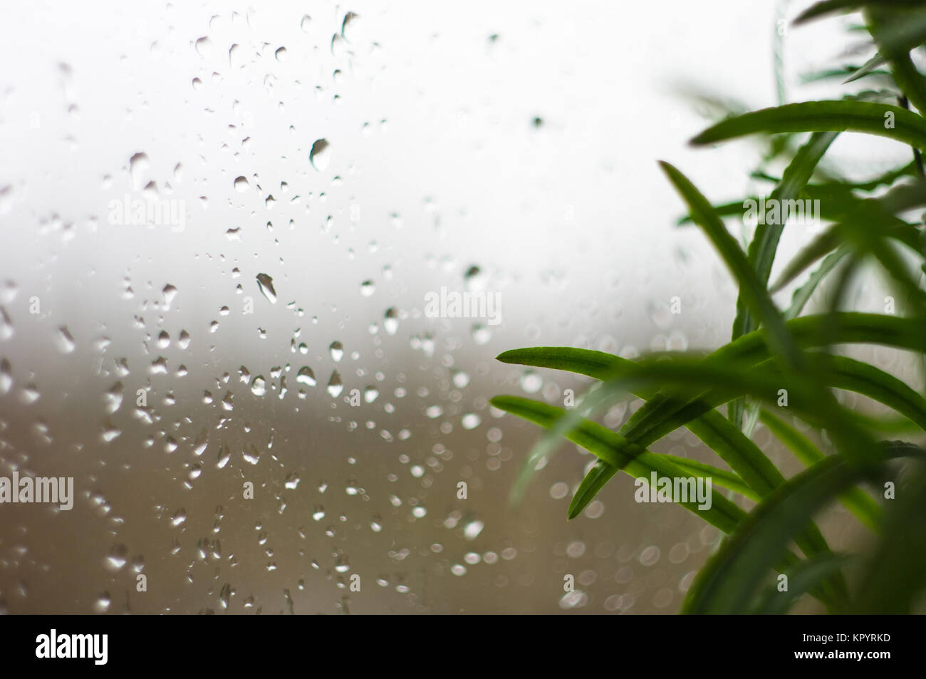 house plants and raindrops on the window glass, close up Stock Photo ...