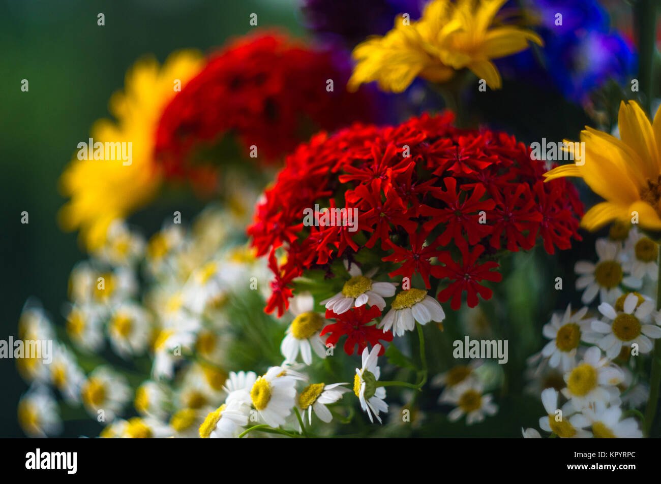 a colorful bouquet of bright spring flowers of various types, close-up ...