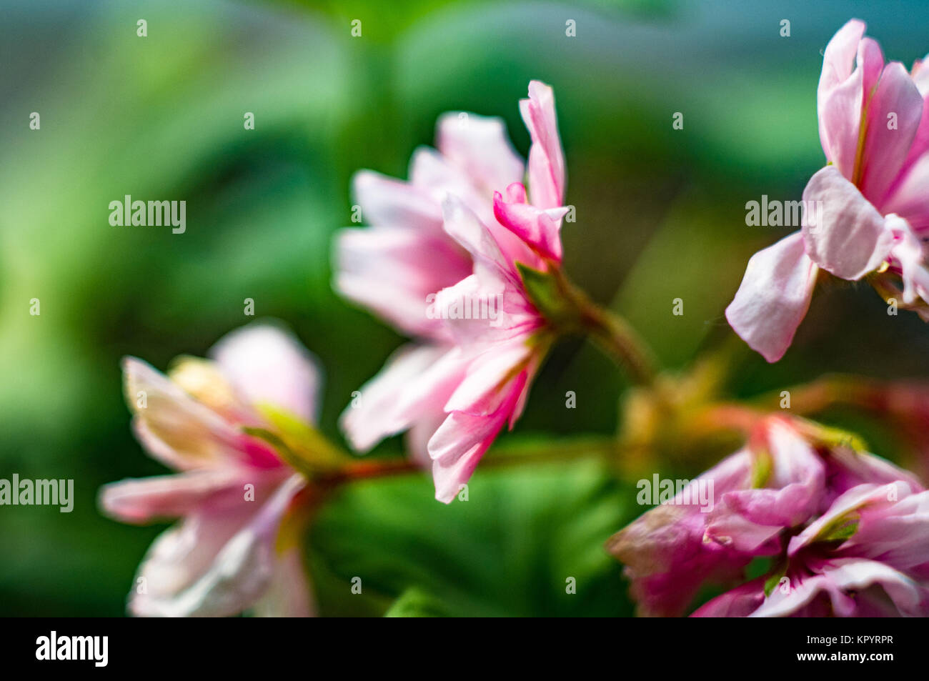 Lovely pink and white Pelargonium Geranium flowers Stock Photo - Alamy