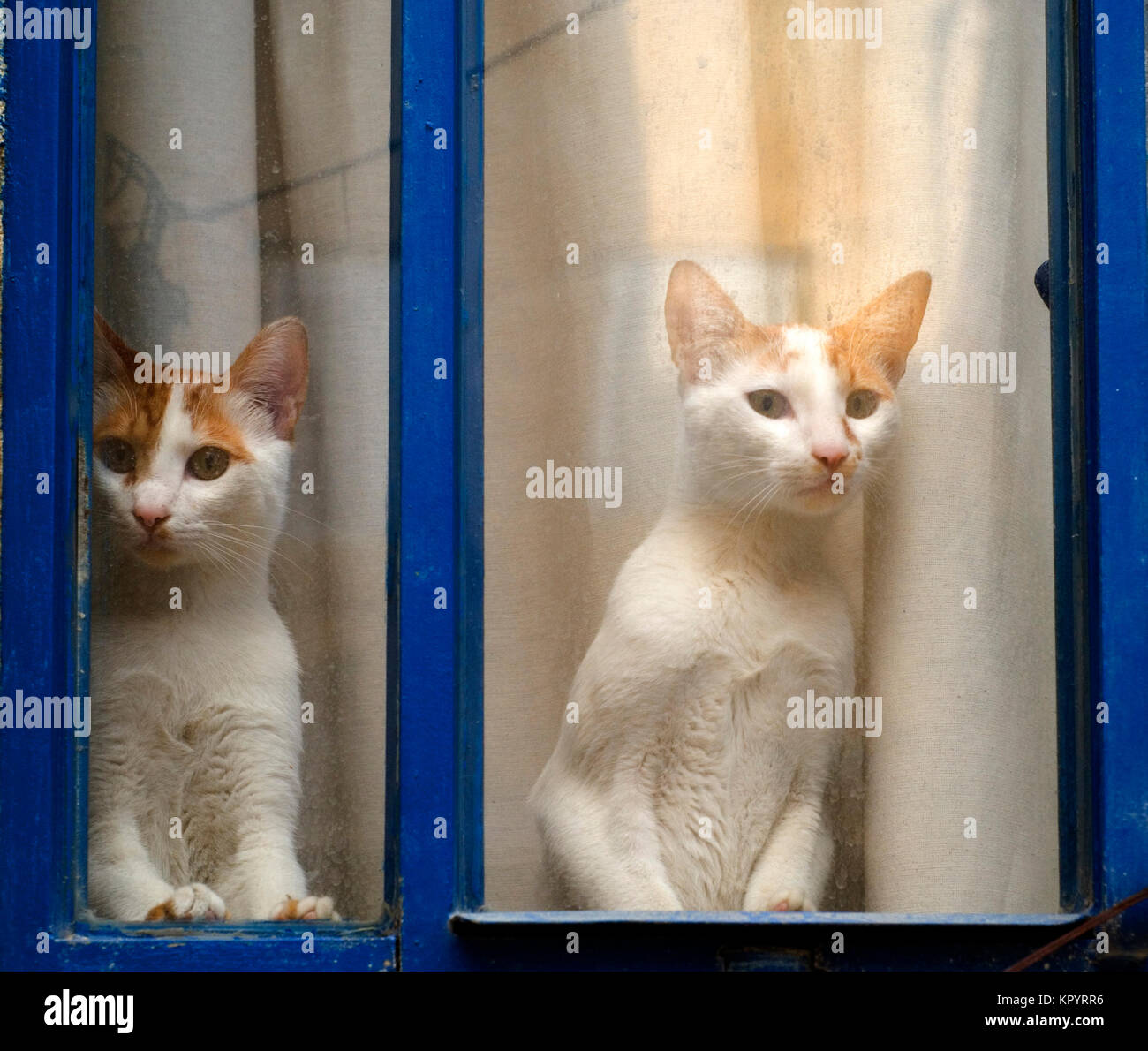 Cats and windows hi-res stock photography and images - Alamy