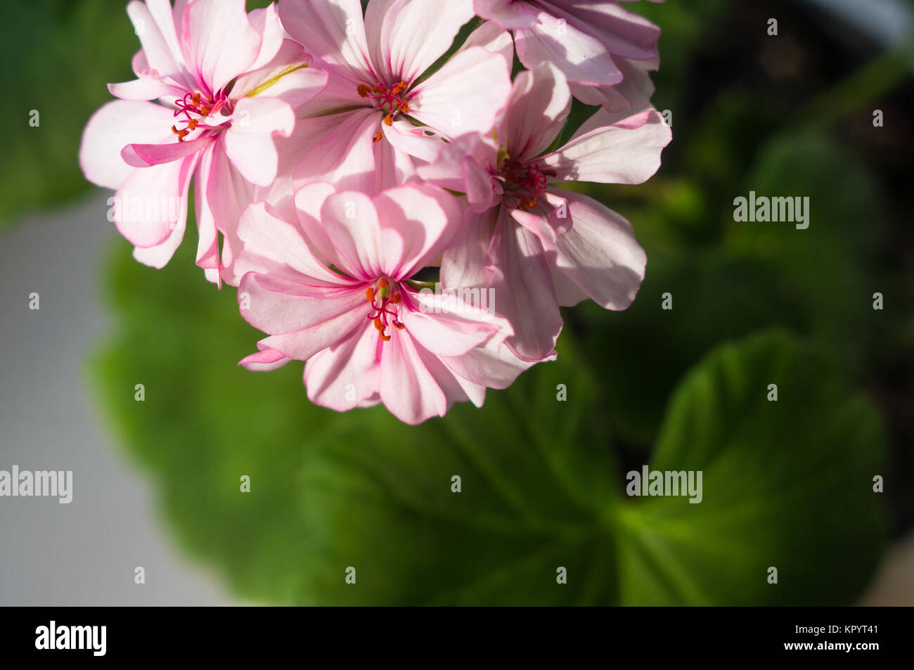 Lovely pink and white Pelargonium Geranium flowers Stock Photo - Alamy