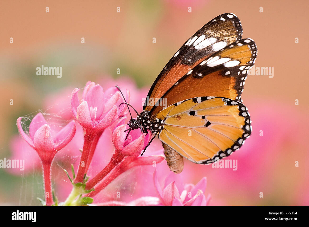 Photography butterfly hi-res stock photography and images - Alamy