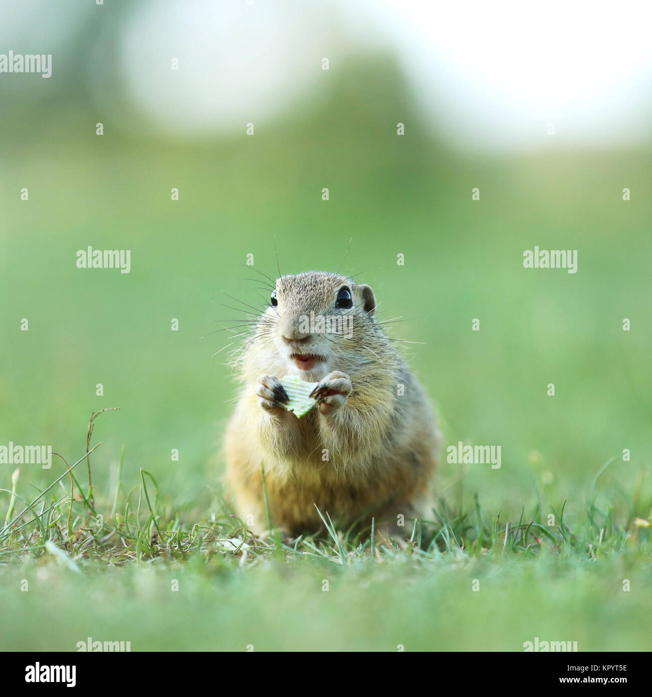 European ground souslik eating on meadow - Spermophilus citellus Stock ...