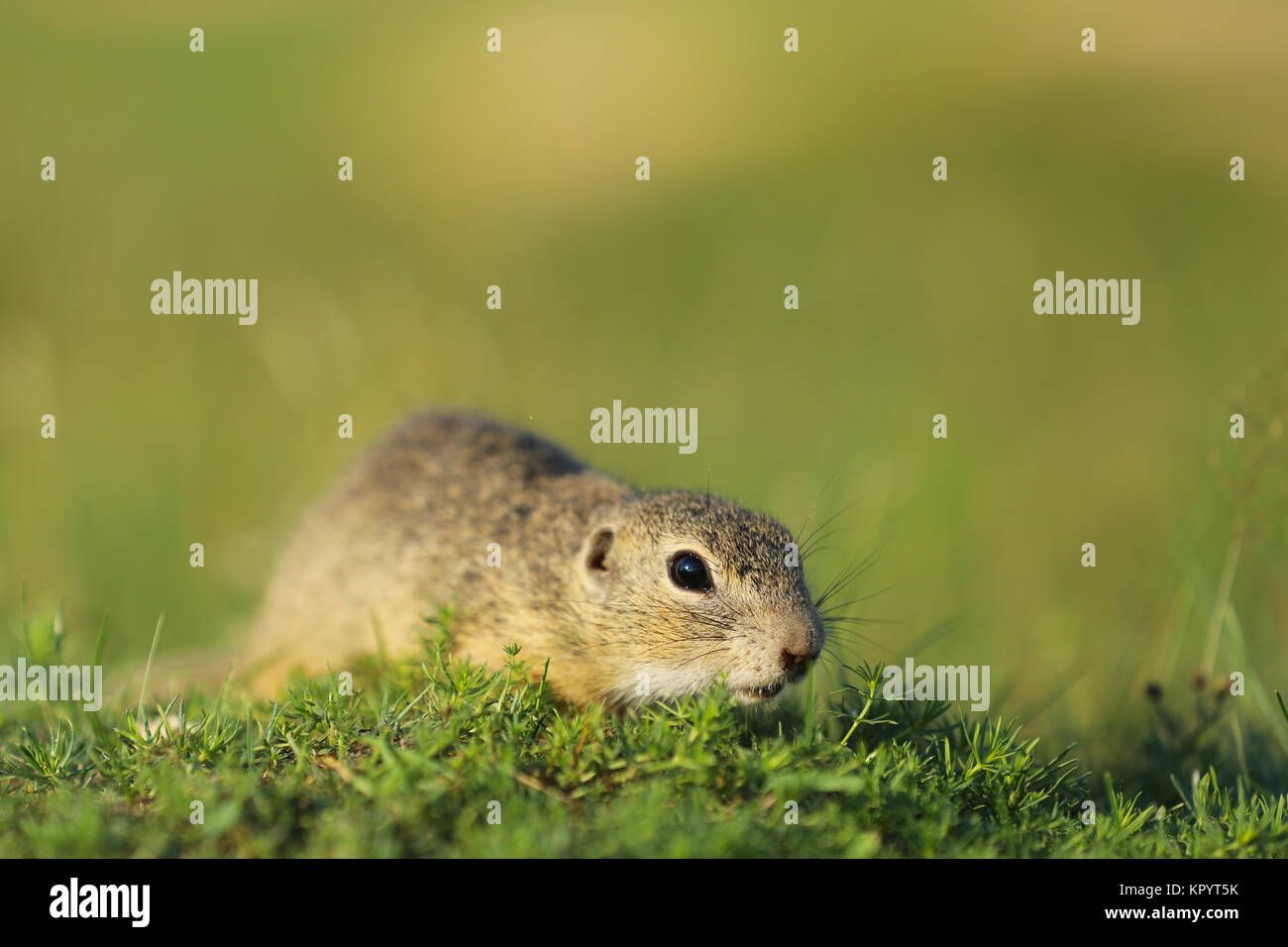 Spermophilus citellus - European ground squirrel on green grass Stock ...