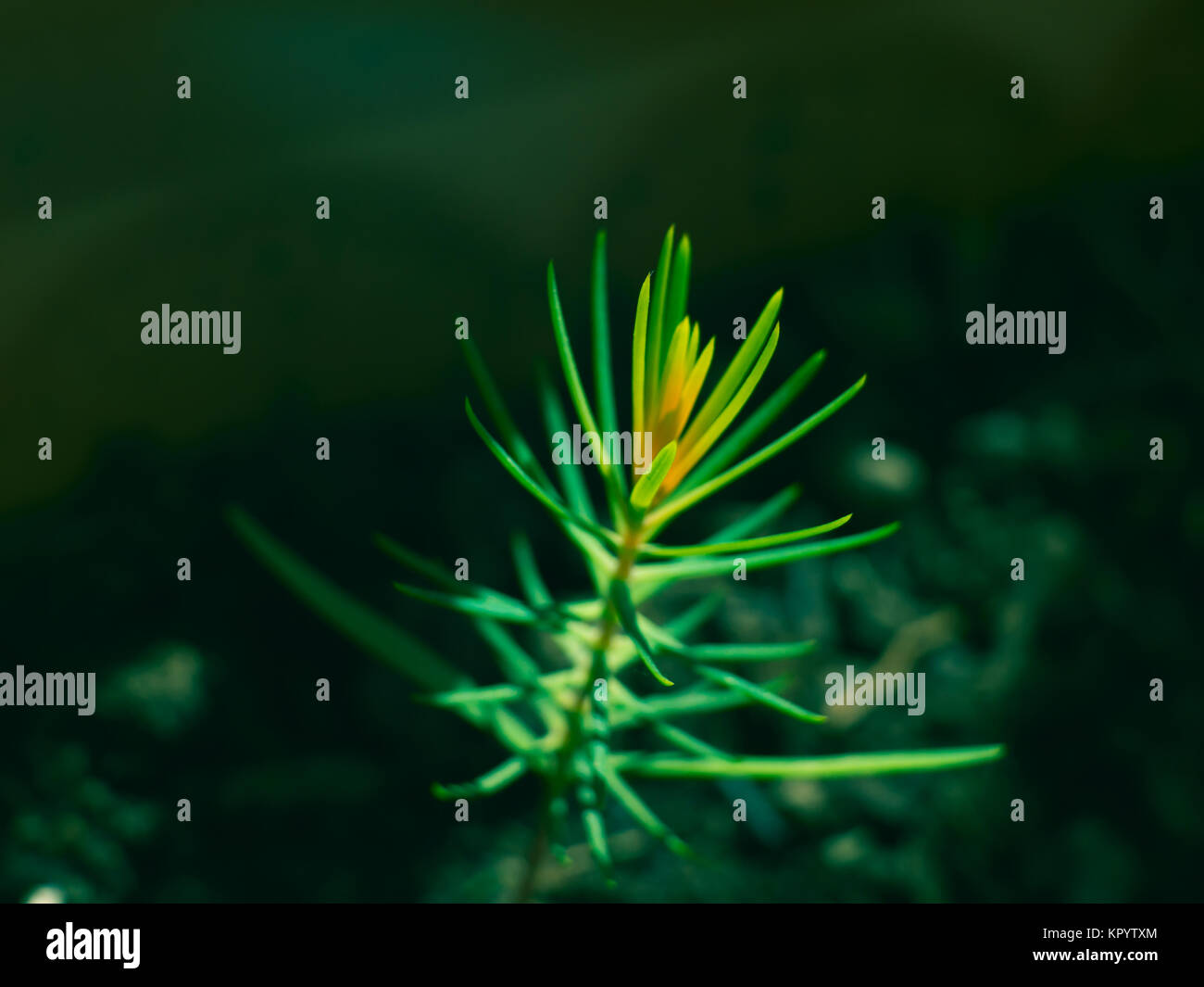 Spruce sprout macro shot growing in pot. Home garden plant Stock Photo ...