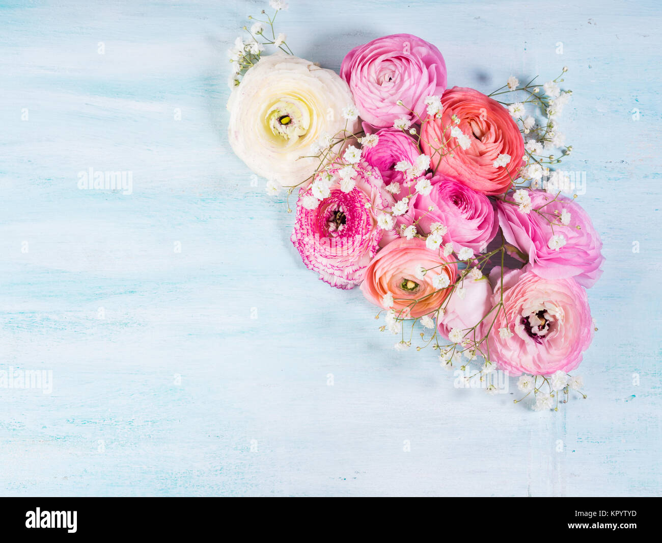 Beautiful pink buttercup frame on turquoise wooden background. Woman ...