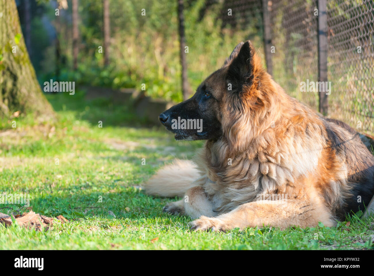 German shepherd dog, Alsatian Stock Photo - Alamy